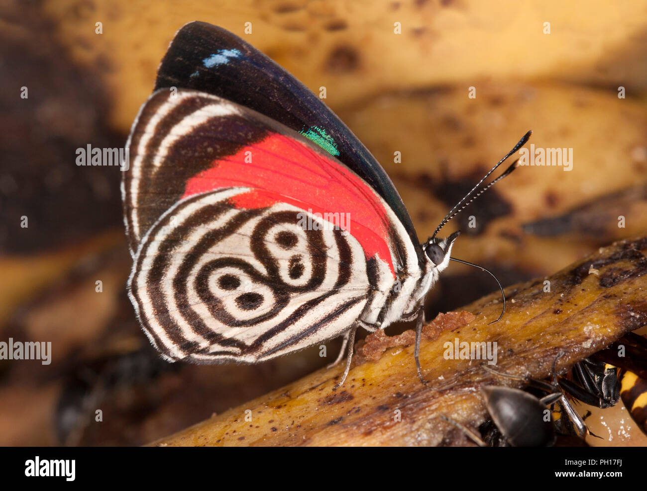88 schmetterling -Fotos und -Bildmaterial in hoher Auflösung – Alamy