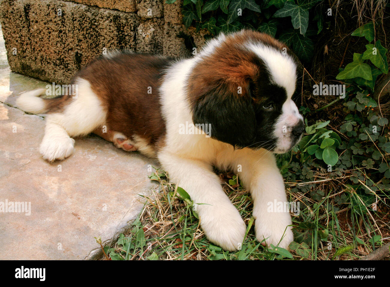 St bernhardshund -Fotos und -Bildmaterial in hoher Auflösung – Alamy