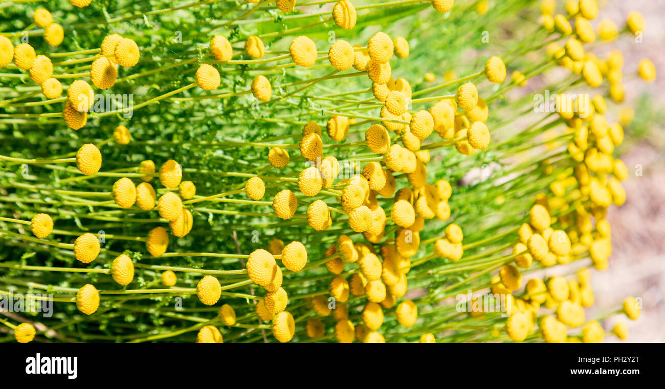 Heilpflanze afrika -Fotos und -Bildmaterial in hoher Auflösung – Alamy