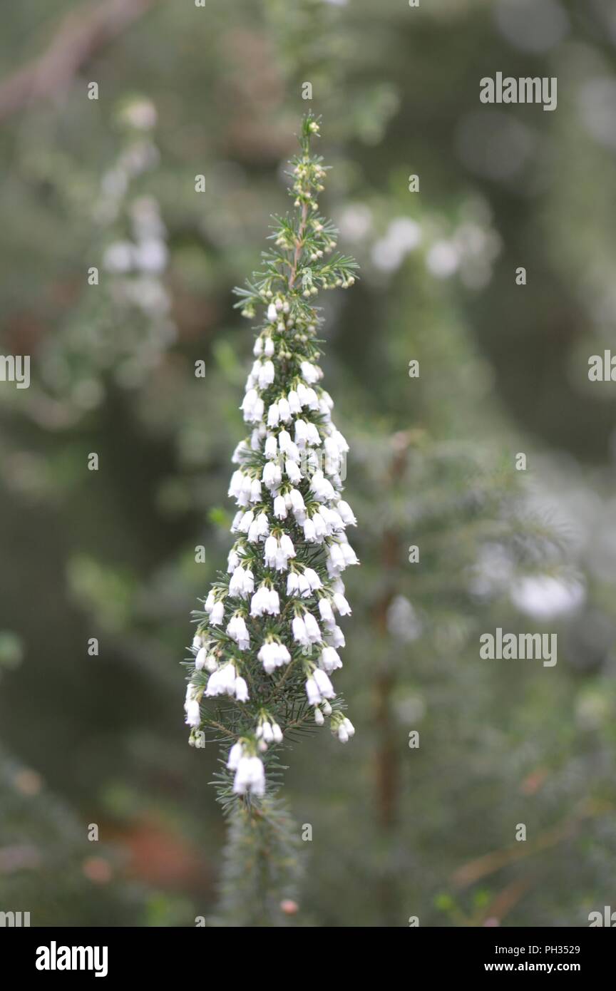 Erica lusitanica -Fotos und -Bildmaterial in hoher Auflösung – Alamy