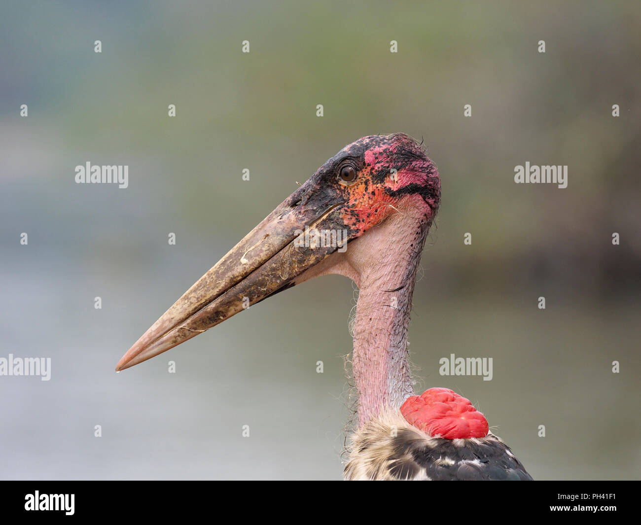 Marabou Stork Bird Uganda Africa Stockfotos und -bilder Kaufen - Alamy