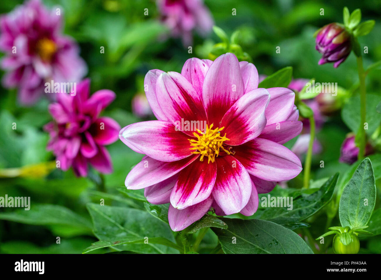 Asteraecae -Fotos und -Bildmaterial in hoher Auflösung – Alamy
