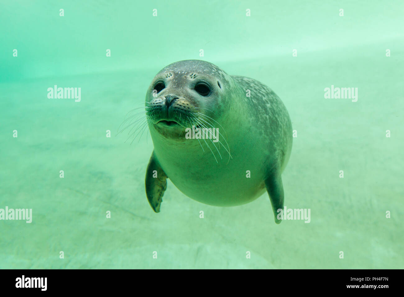 Seehund, Seehunde (Phoca vitulina) unter Wasser in einem Becken ...