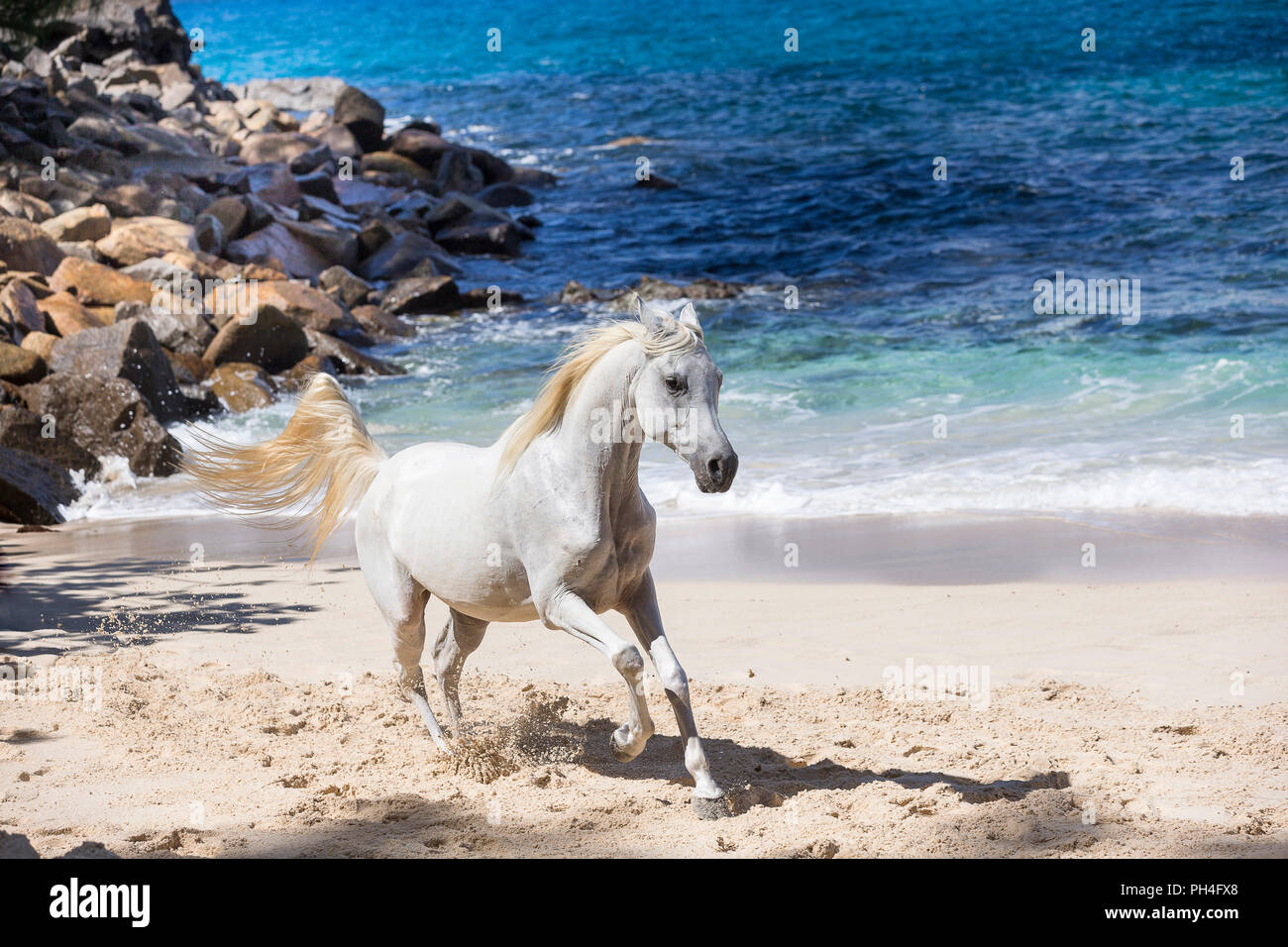 Galoppierendes pferd am strand -Fotos und -Bildmaterial in hoher Auflösung – Alamy
