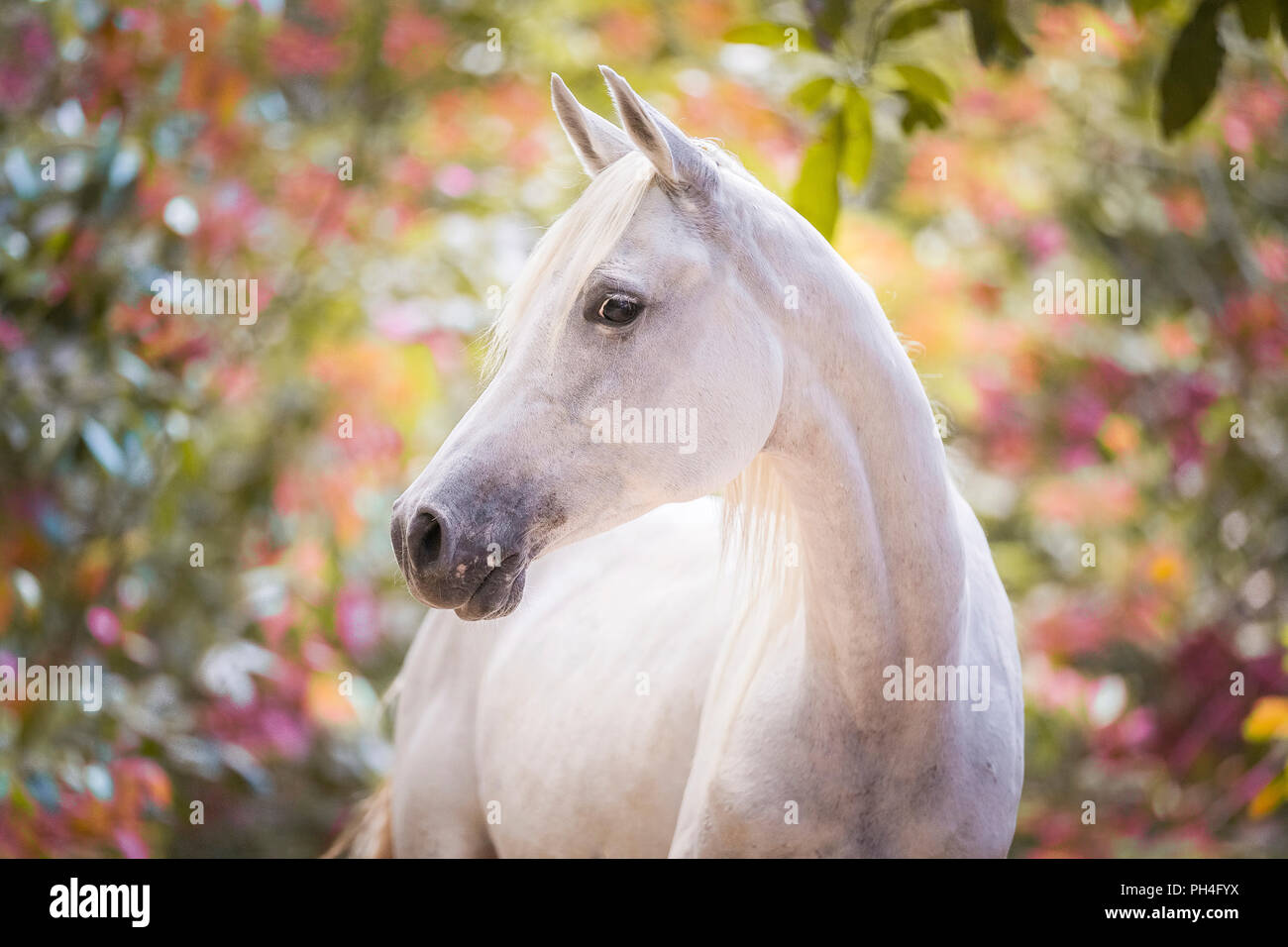 Arabian mare -Fotos und -Bildmaterial in hoher Auflösung – Alamy