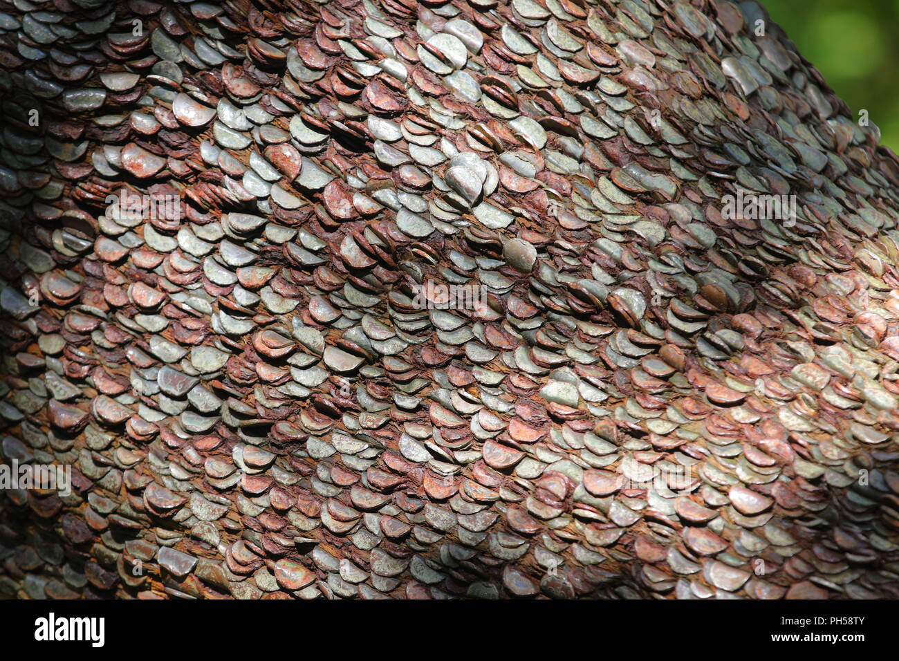 Kupfermünzen geld baum -Fotos und -Bildmaterial in hoher Auflösung – Alamy