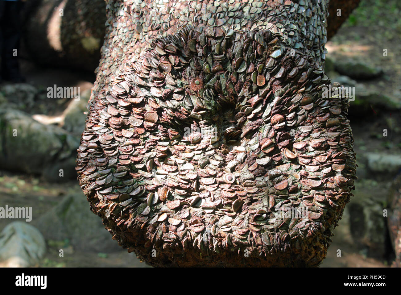Kupfermünzen geld baum -Fotos und -Bildmaterial in hoher Auflösung – Alamy