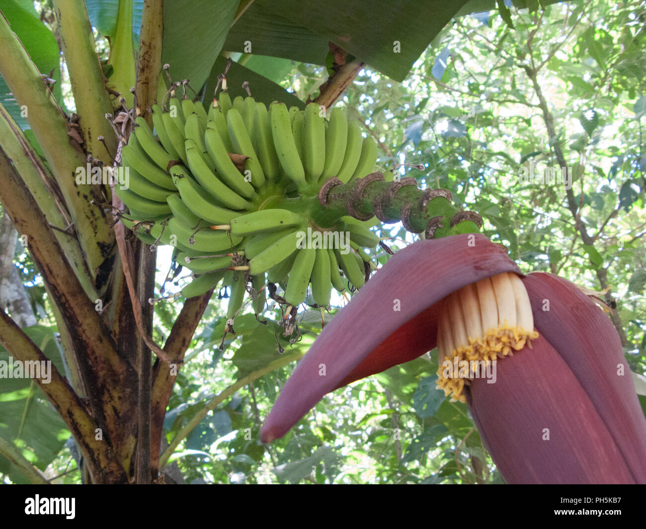 Zentralamerika banane -Fotos und -Bildmaterial in hoher Auflösung – Alamy