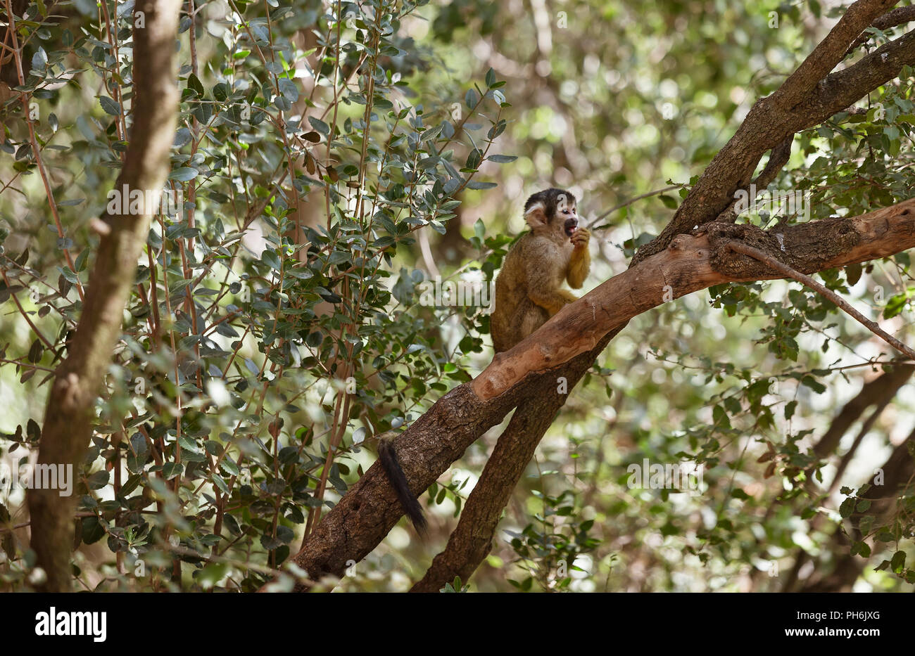 Affe im baum -Fotos und -Bildmaterial in hoher Auflösung – Alamy