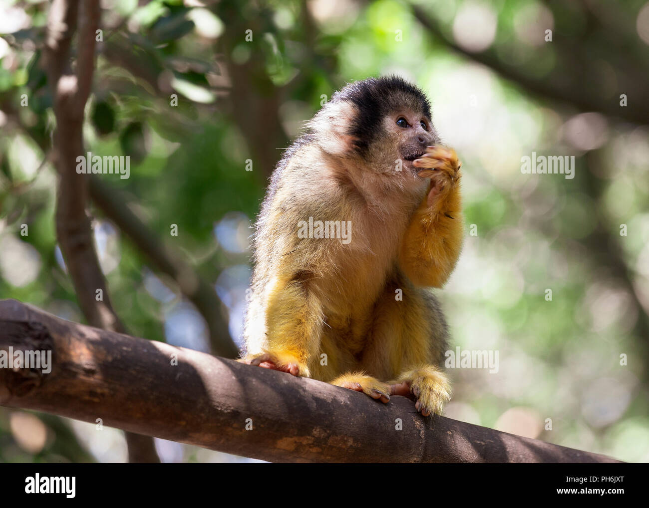 Affe im baum -Fotos und -Bildmaterial in hoher Auflösung – Alamy