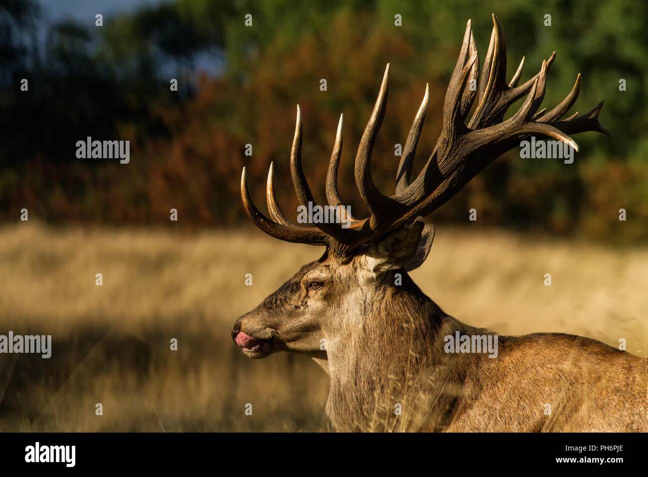 Rotwild zur brunftzeit -Fotos und -Bildmaterial in hoher Auflösung – Alamy