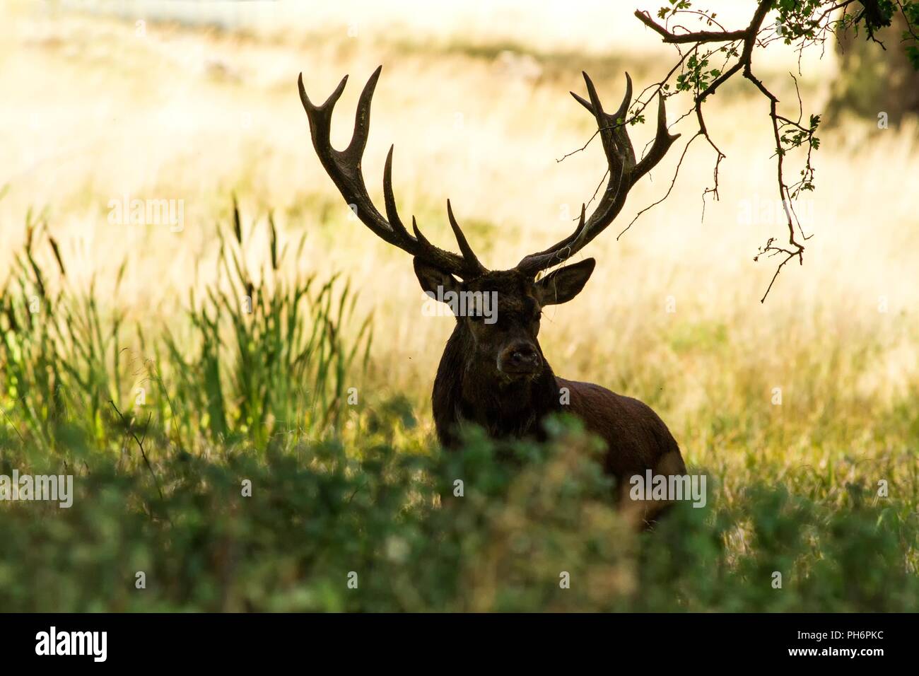 Rotwild zur brunftzeit -Fotos und -Bildmaterial in hoher Auflösung – Alamy