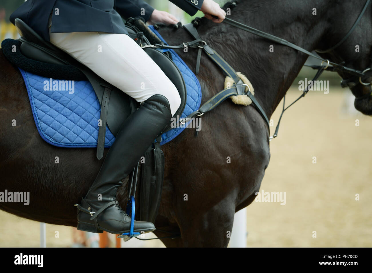 Anatomie bein pferd Stockfotos und -bilder Kaufen - Alamy