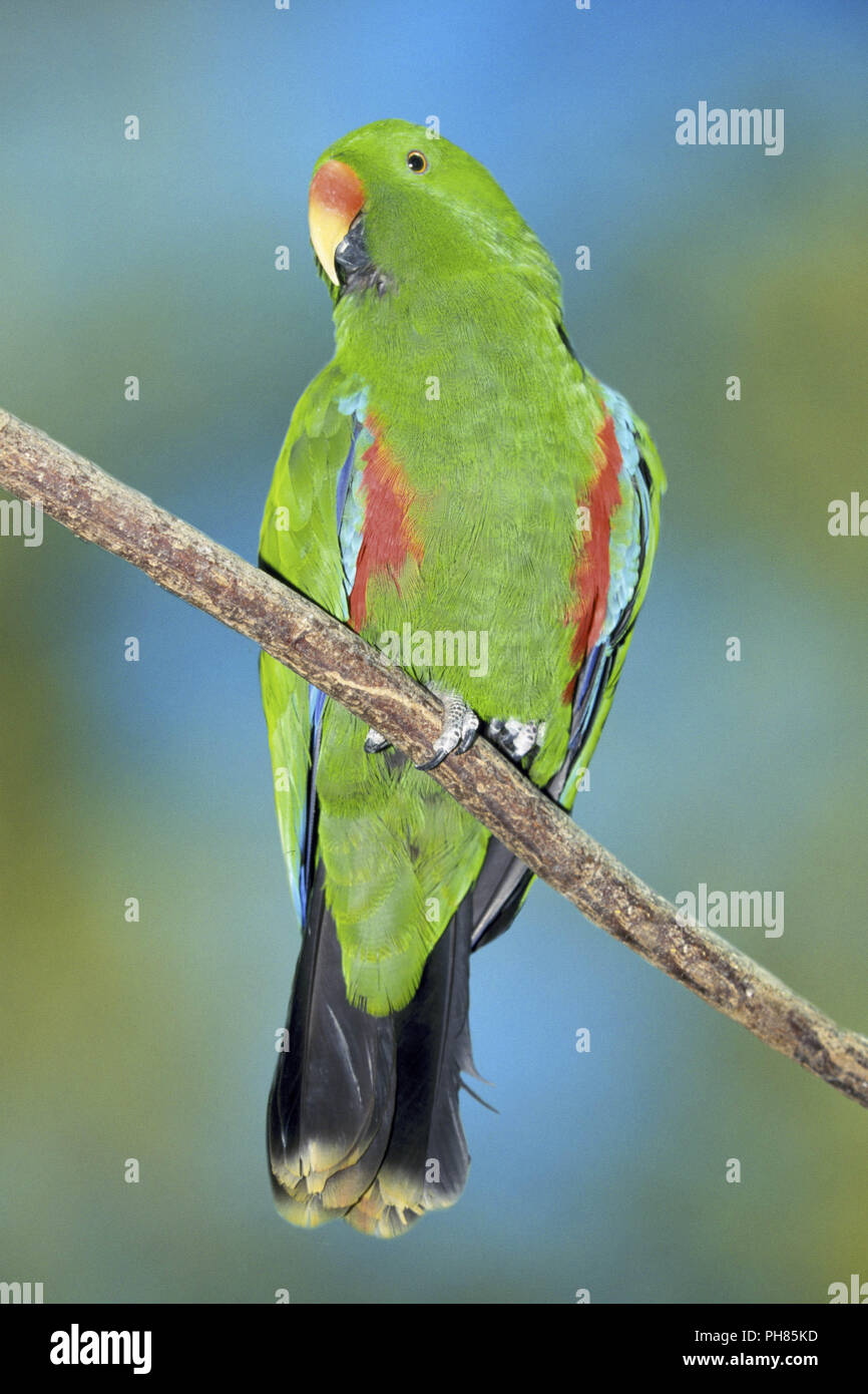 Eclectus roratus cornelia -Fotos und -Bildmaterial in hoher Auflösung ...