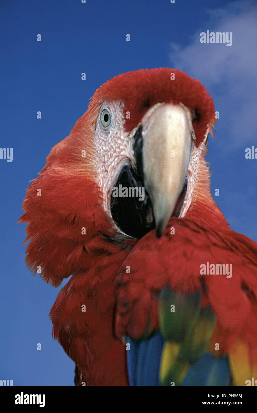 Ara rot -Fotos und -Bildmaterial in hoher Auflösung – Alamy