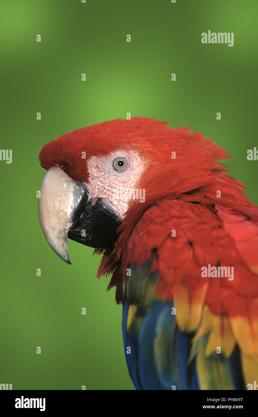 Ara rot -Fotos und -Bildmaterial in hoher Auflösung – Alamy