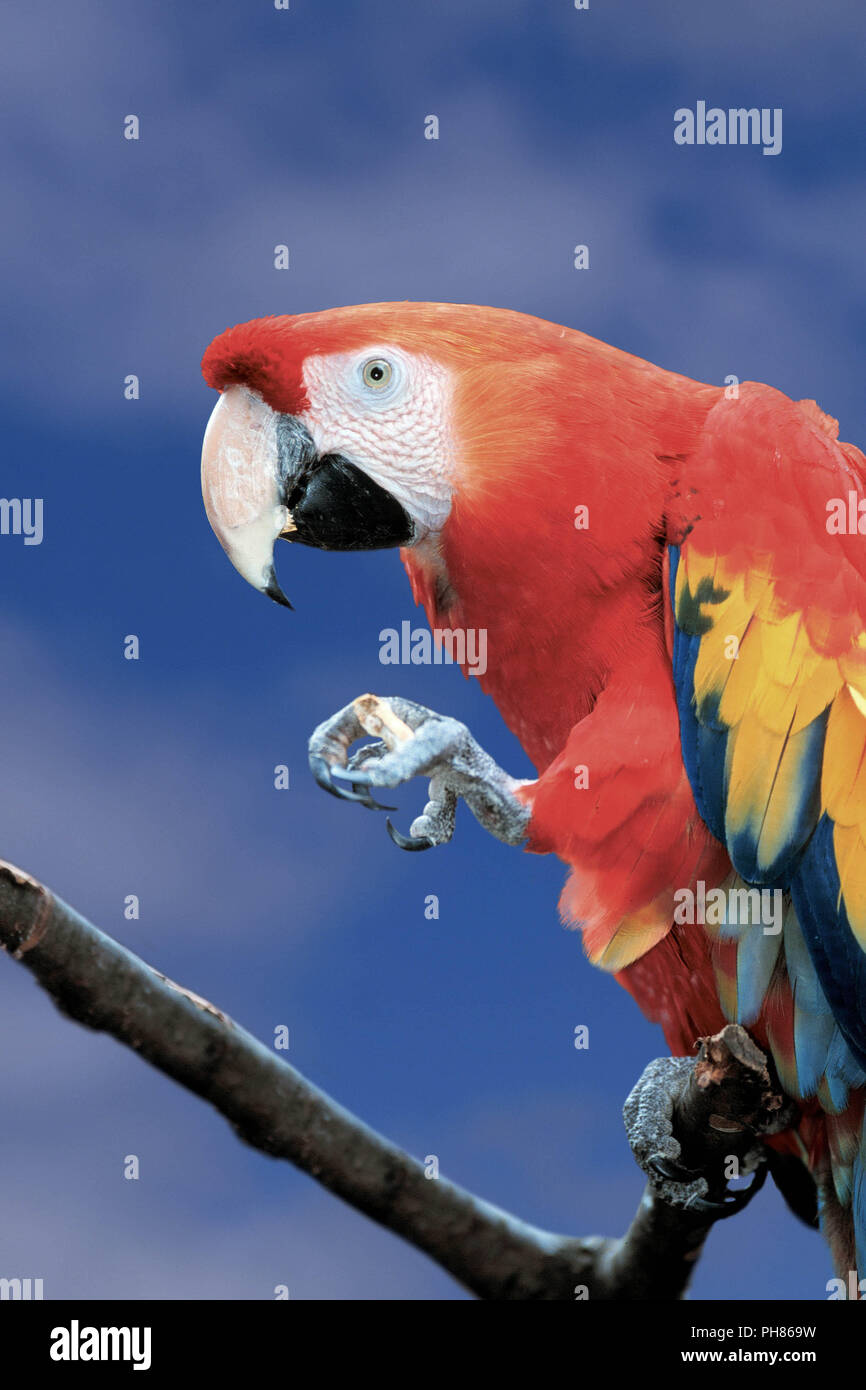 Ara rot -Fotos und -Bildmaterial in hoher Auflösung – Alamy