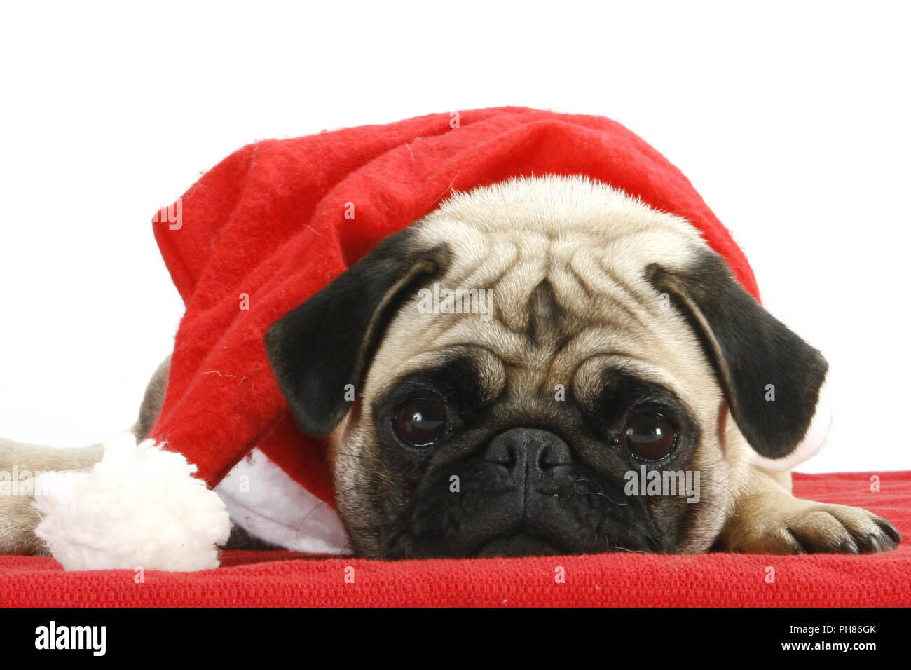 Mops mit Weihnachtsmuetze, Mops mit Weihnachten Kappe Stockfotografie ...
