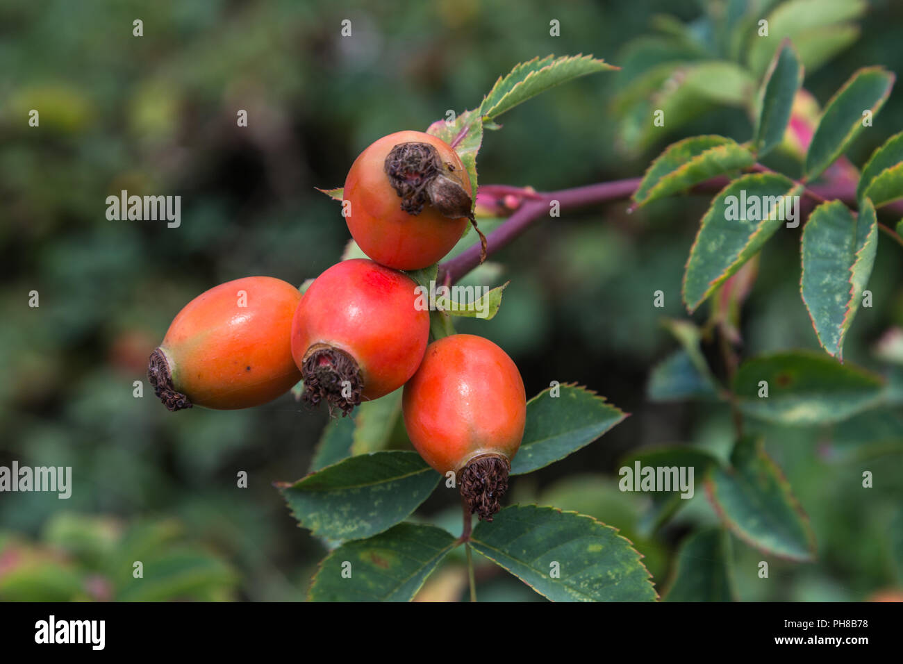 Hagebutte frucht -Fotos und -Bildmaterial in hoher Auflösung – Alamy
