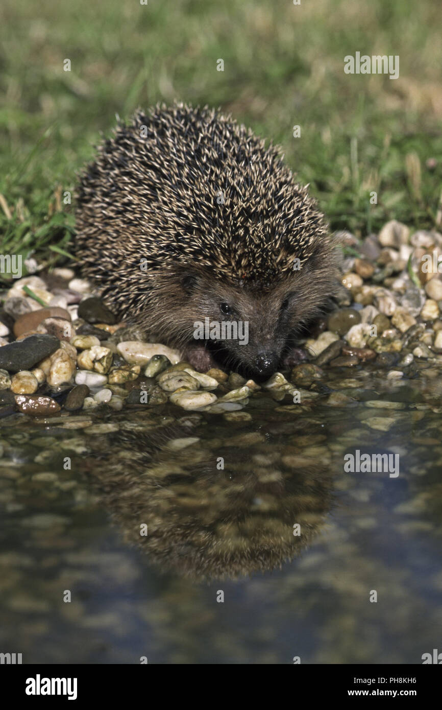 West european hedgehog -Fotos und -Bildmaterial in hoher Auflösung – Alamy
