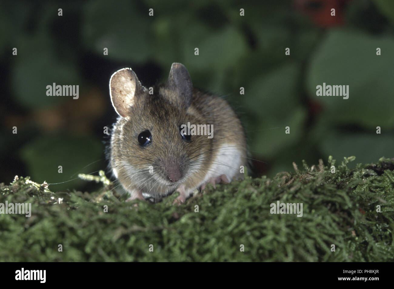 (Feld-Waldmaus), waldmaus Waldmaus (APODEMUS SYLVATICUS Stockfotografie ...