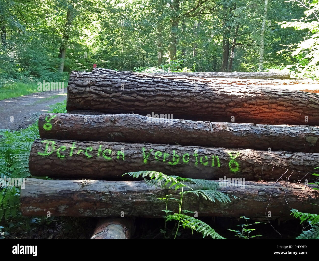 Stamm baumstamm hacken -Fotos und -Bildmaterial in hoher Auflösung – Alamy