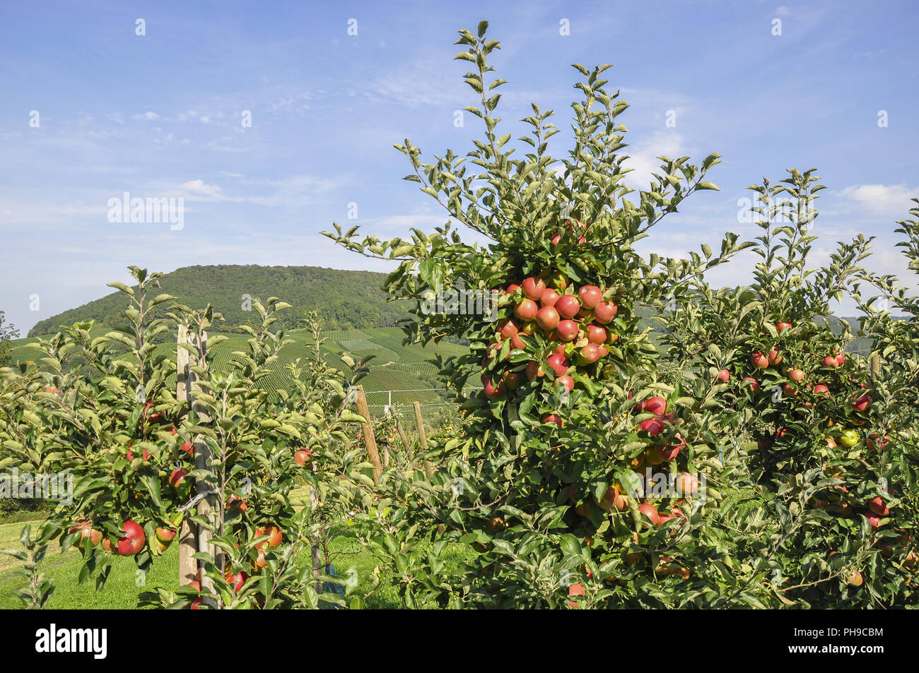 Fruit plantations -Fotos und -Bildmaterial in hoher Auflösung – Alamy