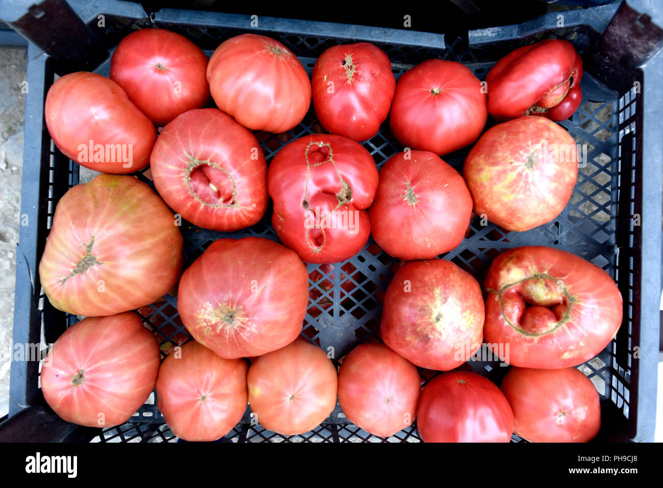 Tomate basilikum garten -Fotos und -Bildmaterial in hoher Auflösung – Alamy