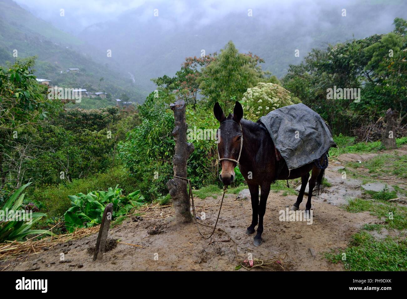 LA ZUNGA - Ecuador Grenze - San Ignacio - Departement Cajamarca PERU ...
