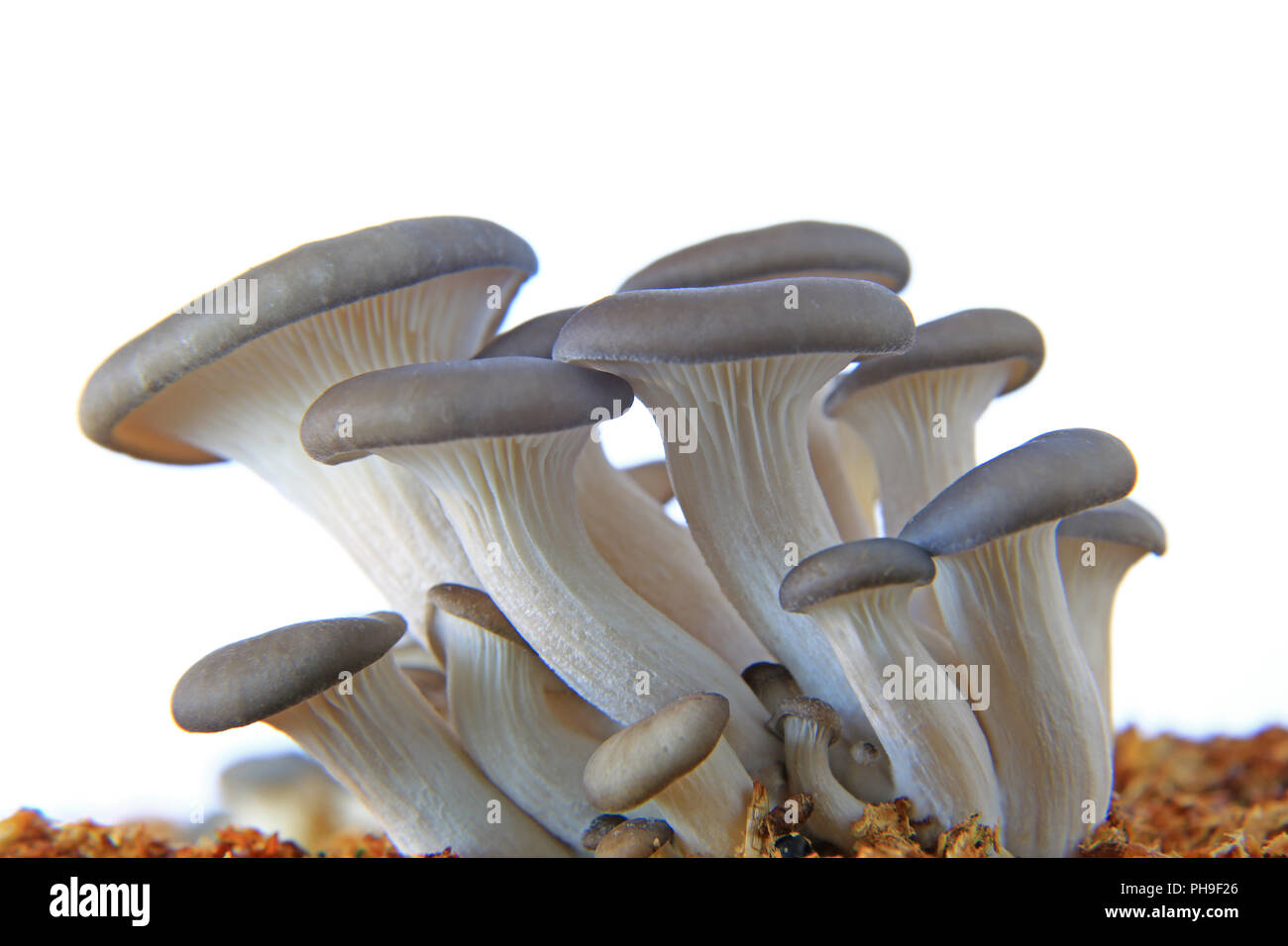 Pleurotus ostreatus -Fotos und -Bildmaterial in hoher Auflösung – Alamy
