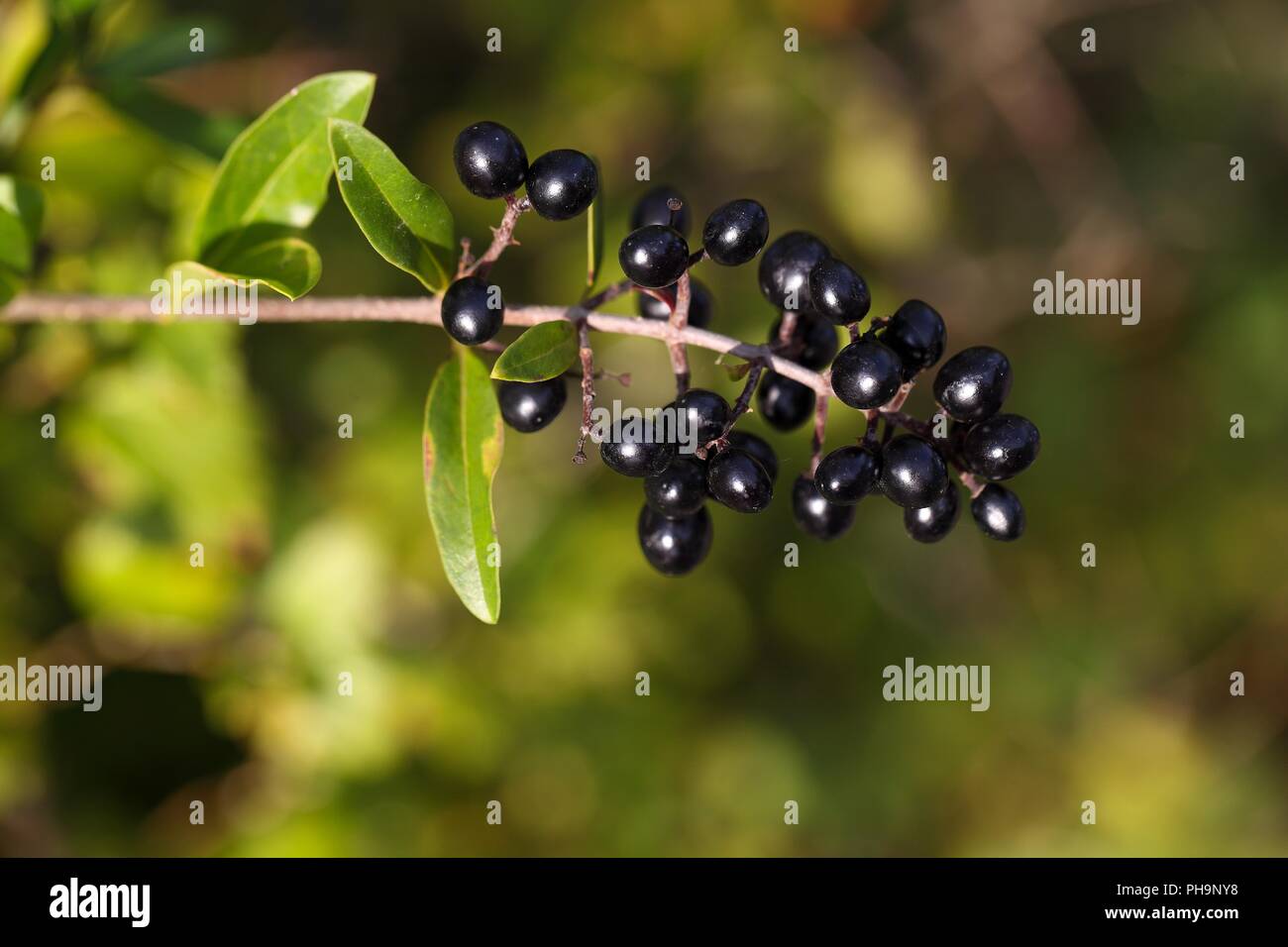 Wild privet ligustrum vulgare -Fotos und -Bildmaterial in hoher ...