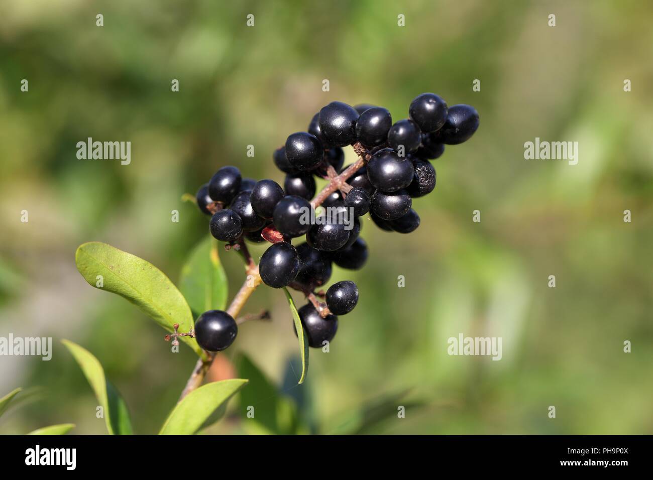Wild privet ligustrum vulgare -Fotos und -Bildmaterial in hoher ...