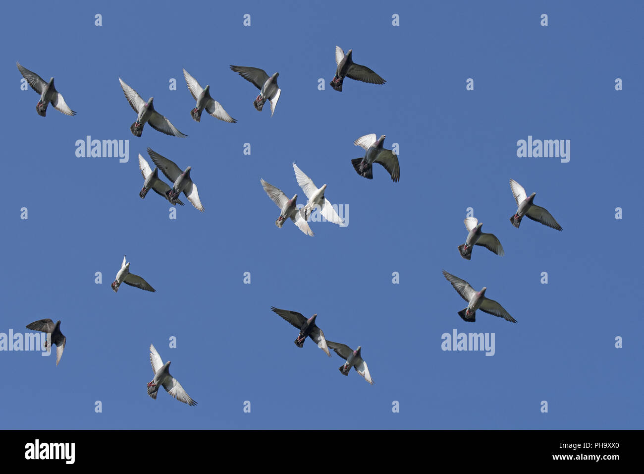 Brieftauben im Flug Stockfotografie - Alamy