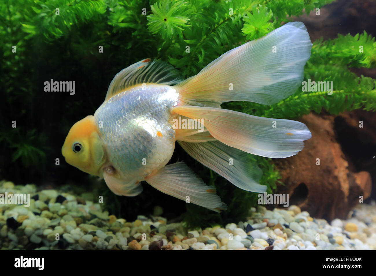 Schleierschwanz goldfisch -Fotos und -Bildmaterial in hoher Auflösung ...