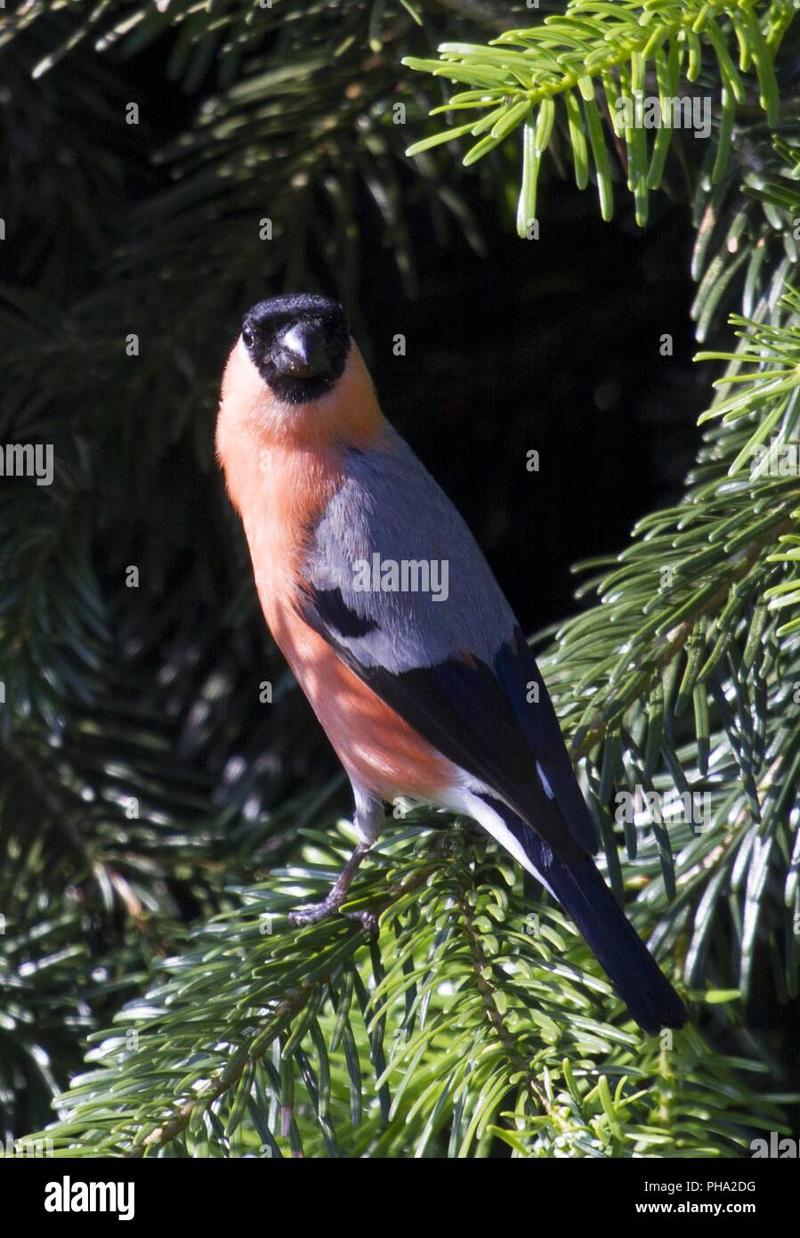 Gemeiner eurasischer dompfaff -Fotos und -Bildmaterial in hoher ...
