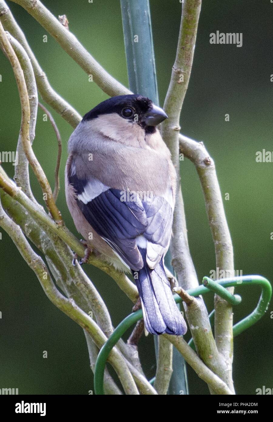 Dompfaff, Gimpel oder Eurasische Dompfaff Stockfotografie - Alamy