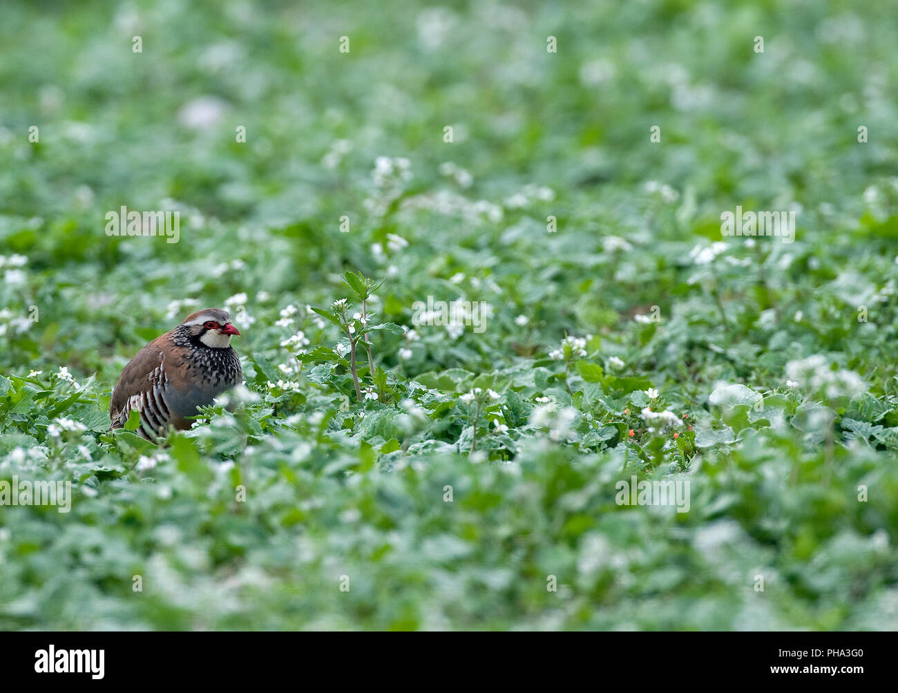 Perdrix rouge it -Fotos und -Bildmaterial in hoher Auflösung – Alamy