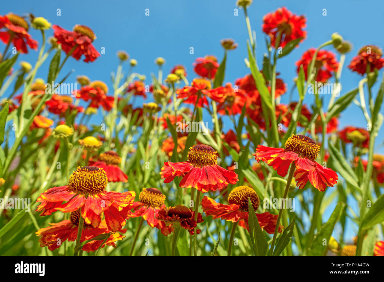 Rote blumen hautnah -Fotos und -Bildmaterial in hoher Auflösung – Alamy
