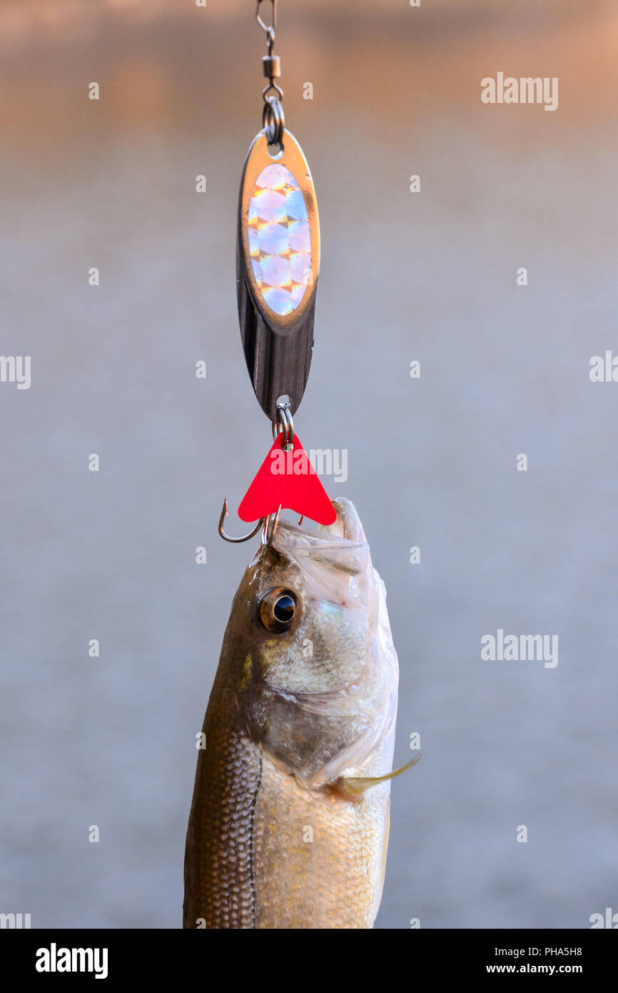 Largemouth bass fish -Fotos und -Bildmaterial in hoher Auflösung – Alamy