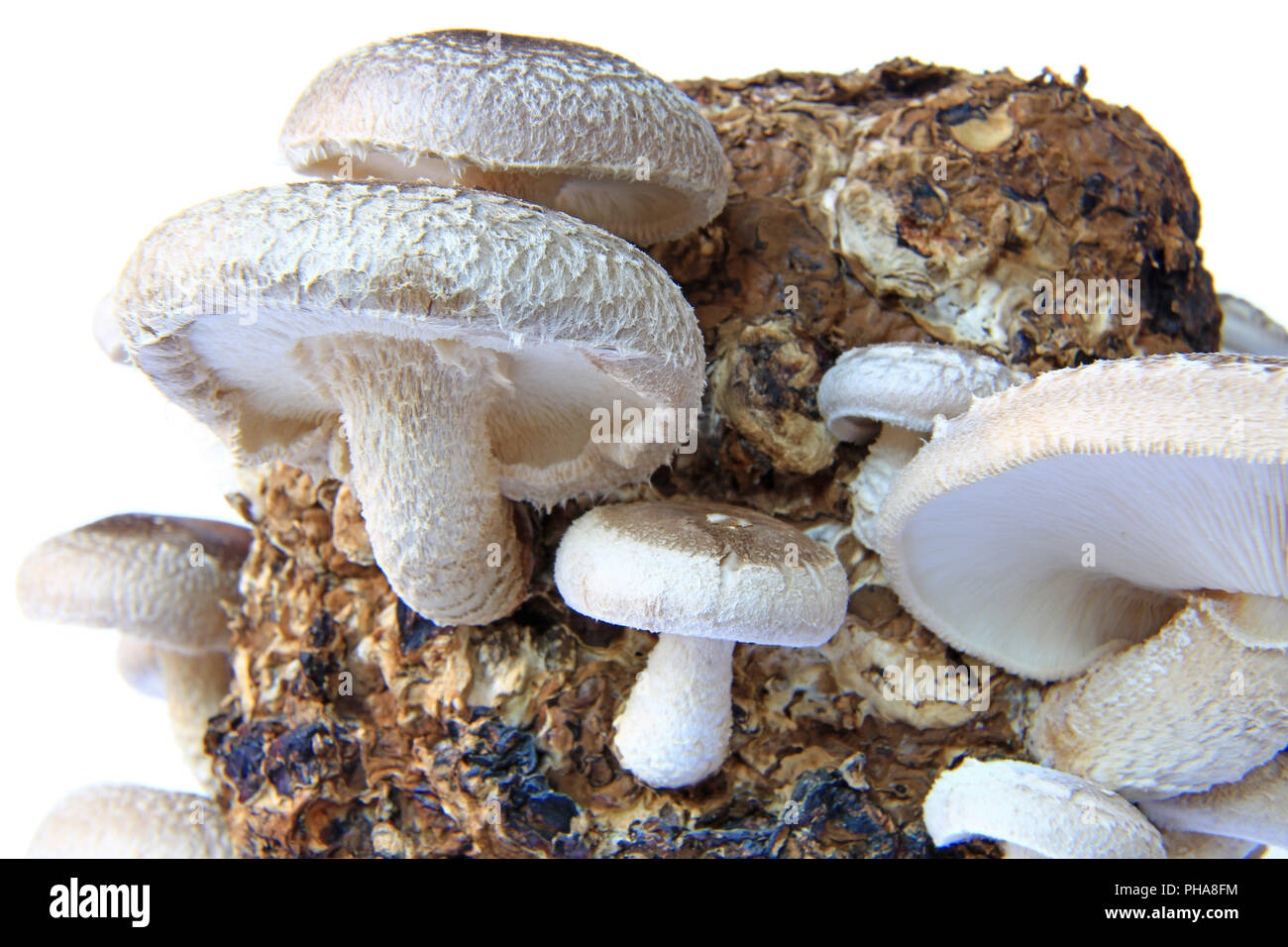 Lentinula edodes -Fotos und -Bildmaterial in hoher Auflösung – Alamy