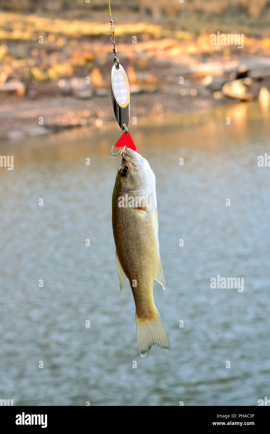 Springender bass -Fotos und -Bildmaterial in hoher Auflösung – Alamy
