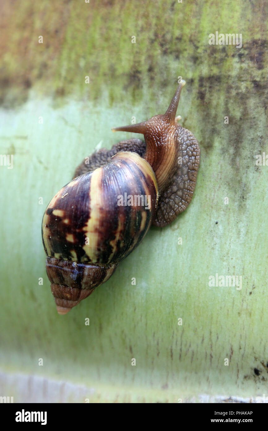 Achatina fulica -Fotos und -Bildmaterial in hoher Auflösung – Alamy