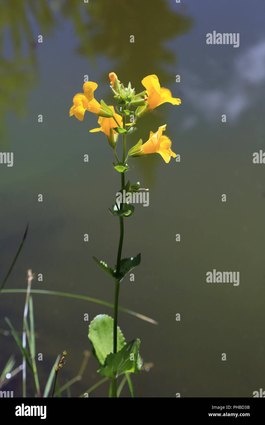 Gelbe affenblume -Fotos und -Bildmaterial in hoher Auflösung – Alamy