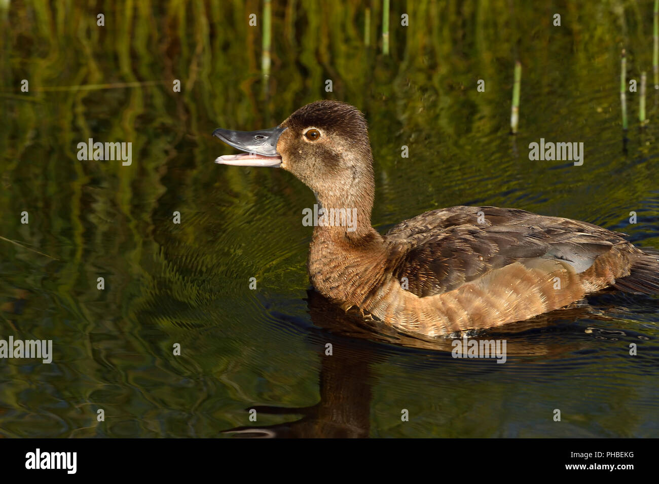 Baby enten kanada -Fotos und -Bildmaterial in hoher Auflösung – Alamy