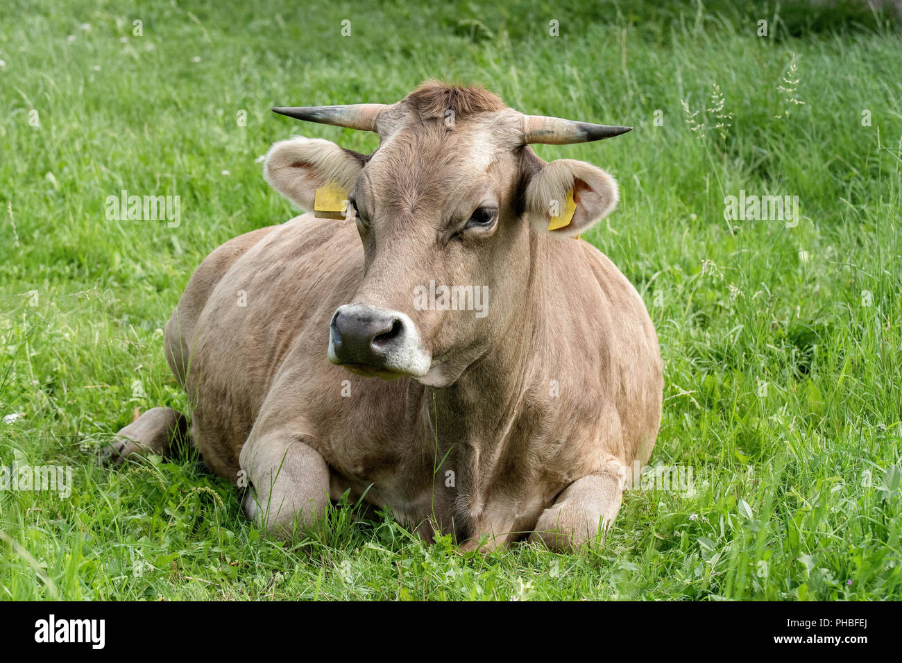 Original braunvieh -Fotos und -Bildmaterial in hoher Auflösung – Alamy
