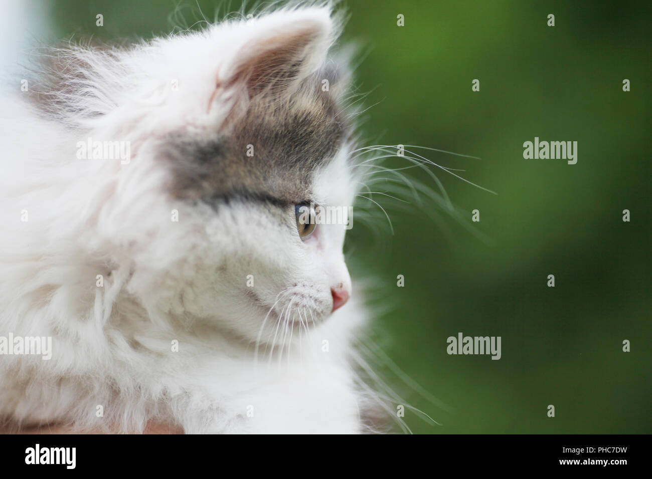 Kitty Model Stockfotos und -bilder Kaufen - Alamy