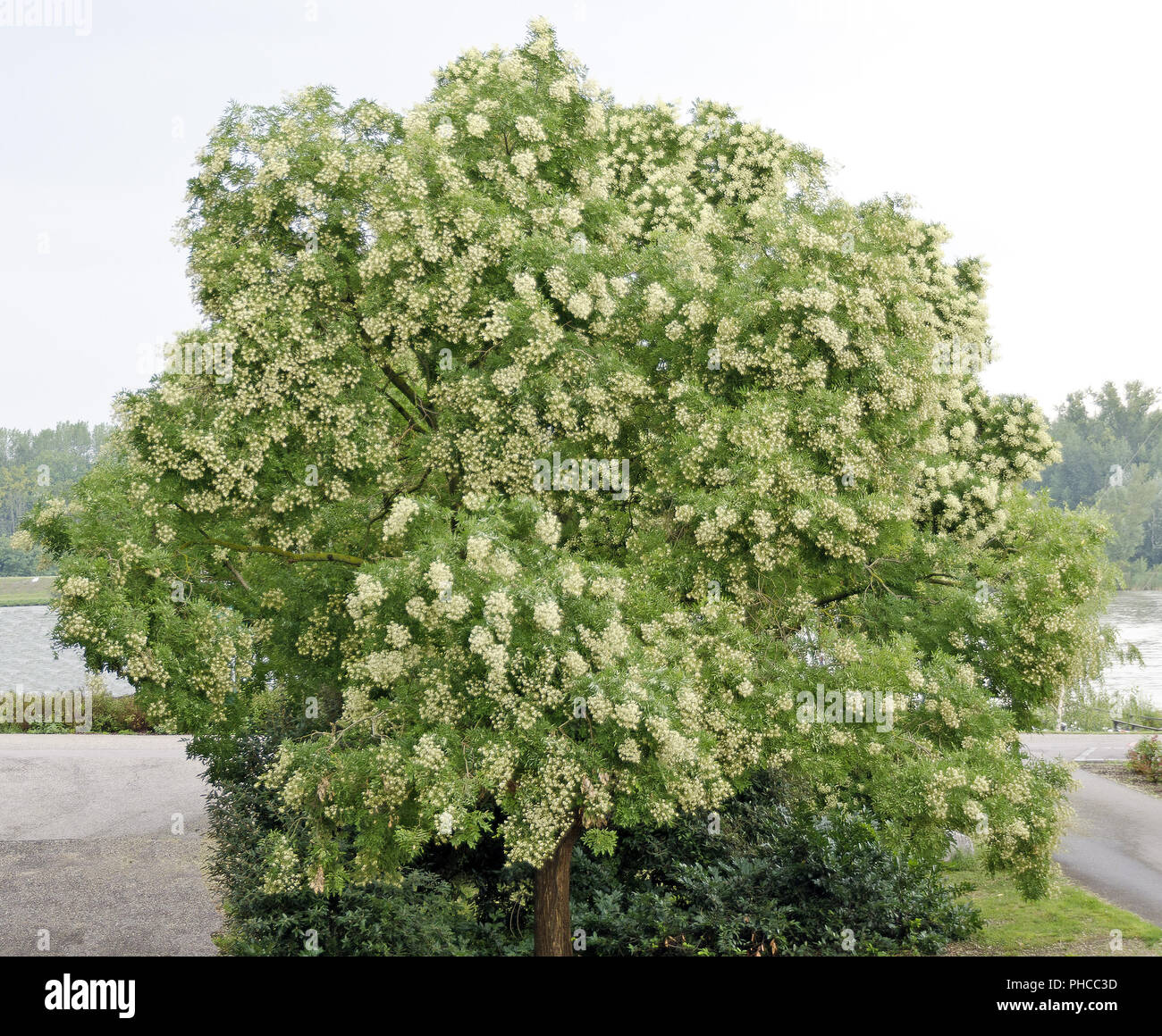 Mountain ash tree -Fotos und -Bildmaterial in hoher Auflösung – Alamy