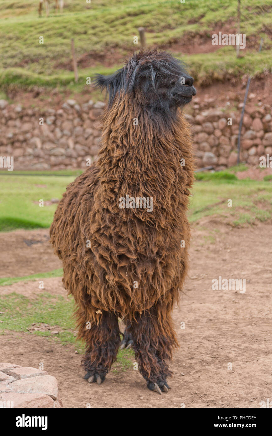 Suri alpaca -Fotos und -Bildmaterial in hoher Auflösung – Alamy