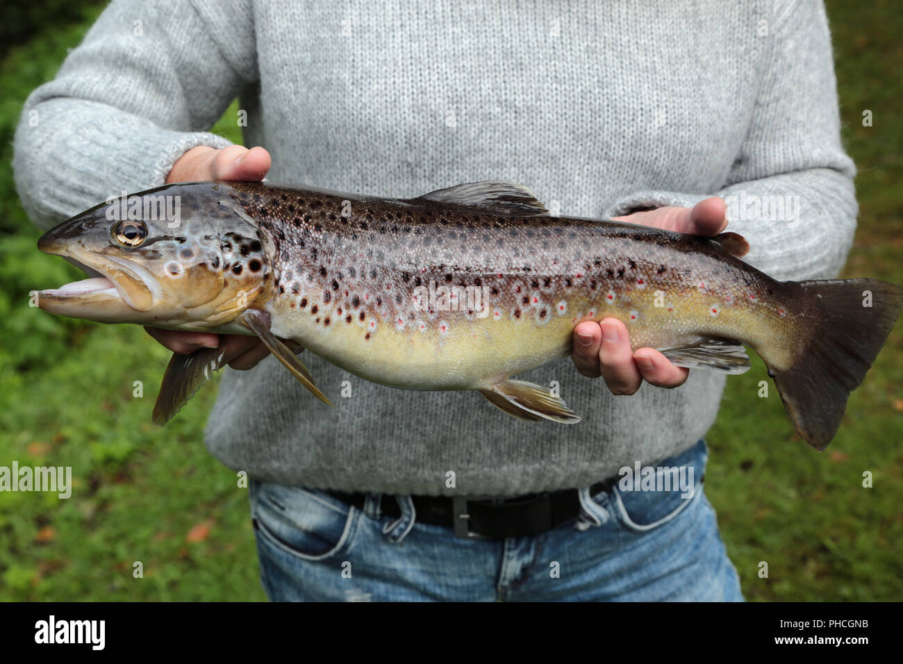 Präsentation einer Bachforelle, Salmo trutta Fario Stockfotografie - Alamy