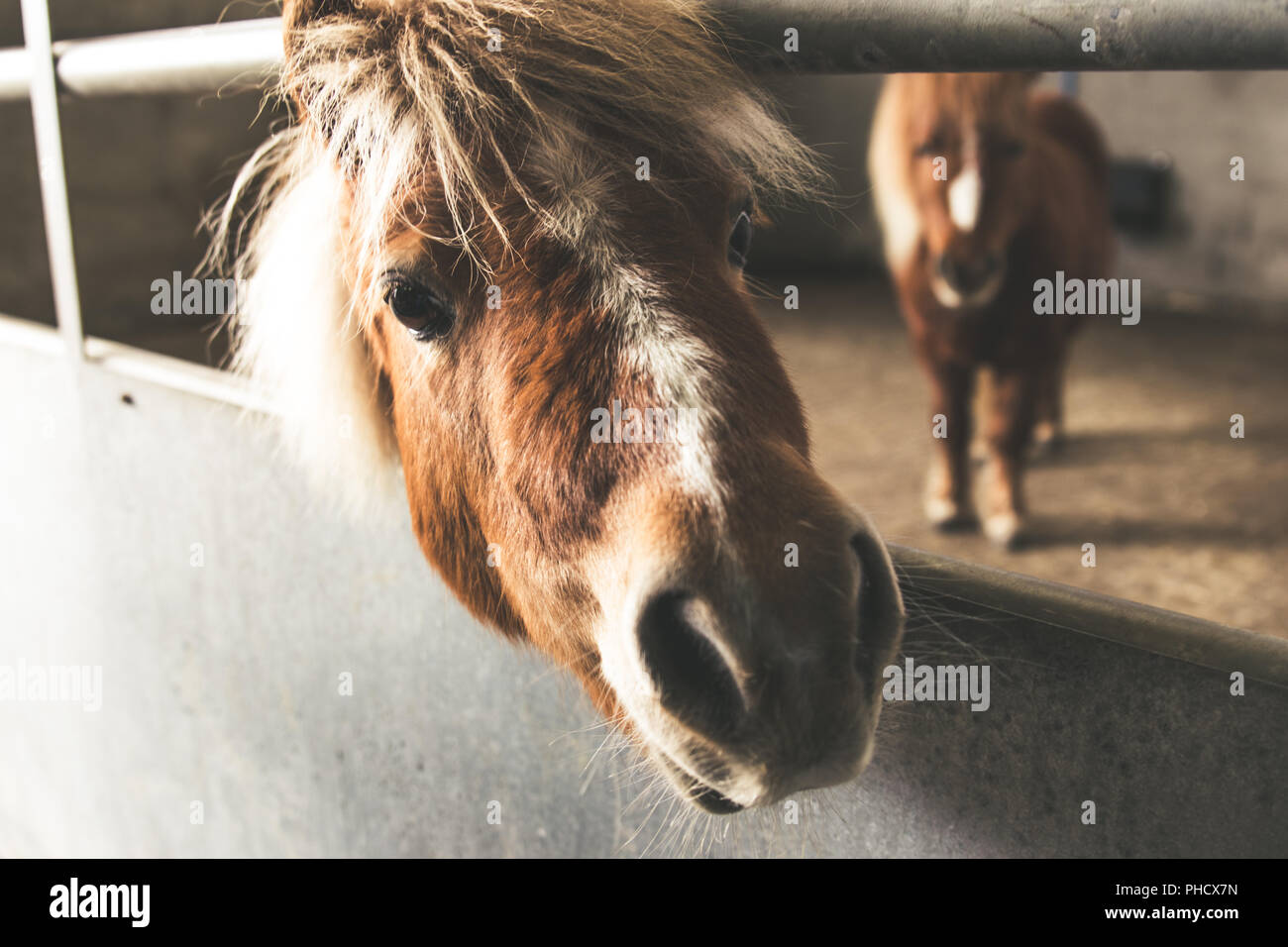 Lustige ponys -Fotos und -Bildmaterial in hoher Auflösung – Alamy